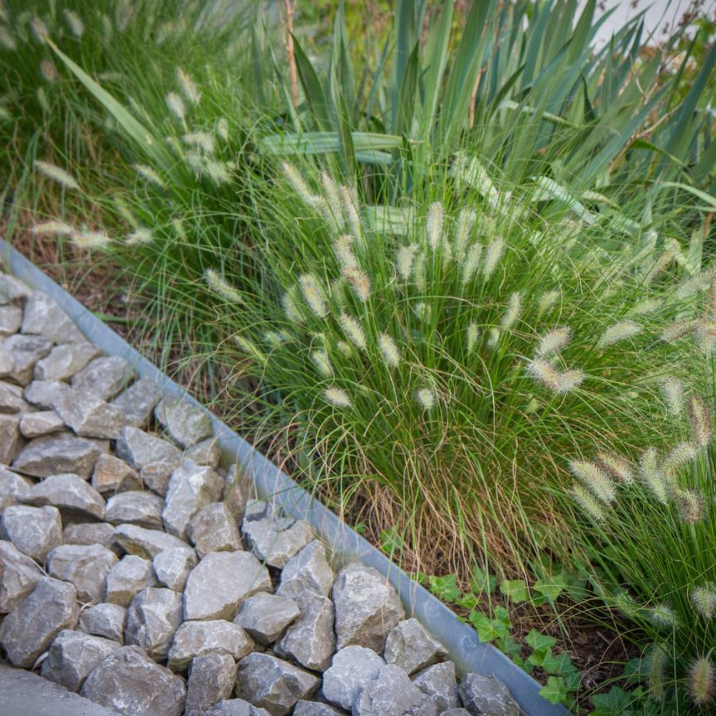 Plantation d'un talus (graminées) - D-Vert