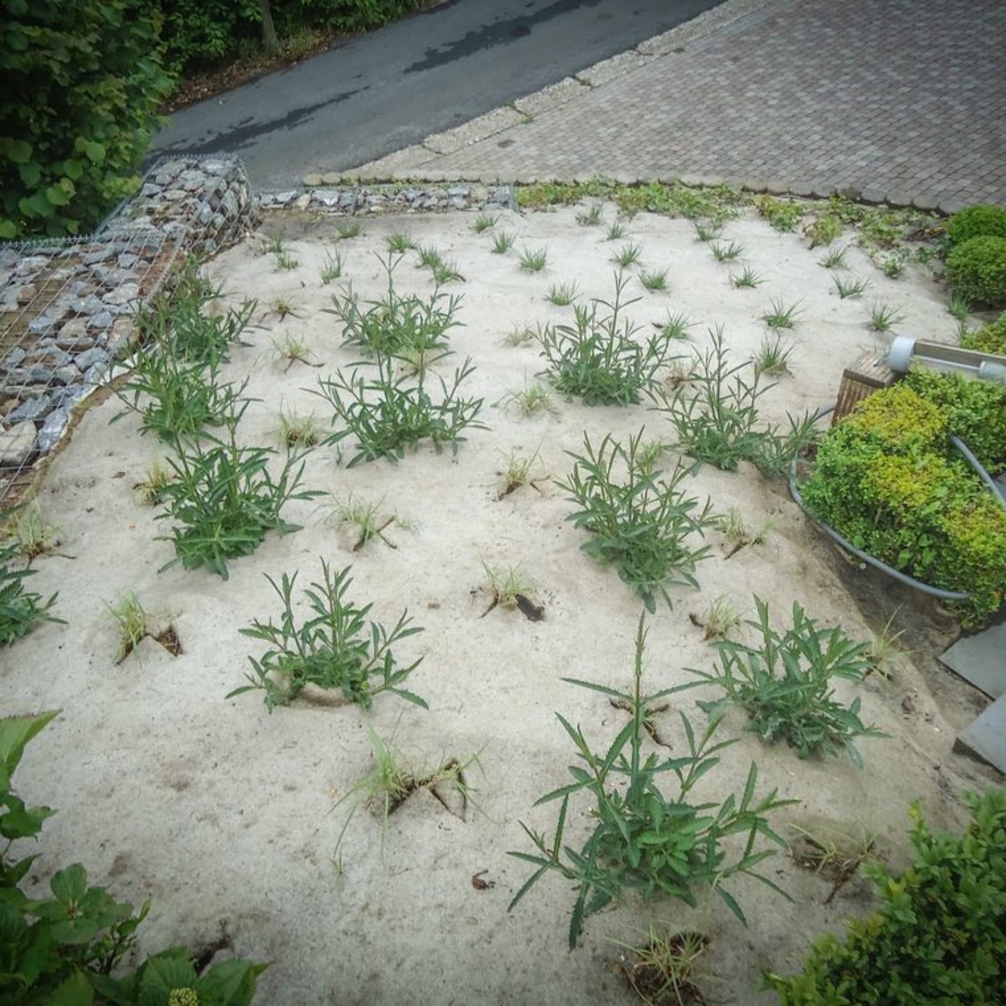 Plantation d'un talus (graminées) - D-Vert